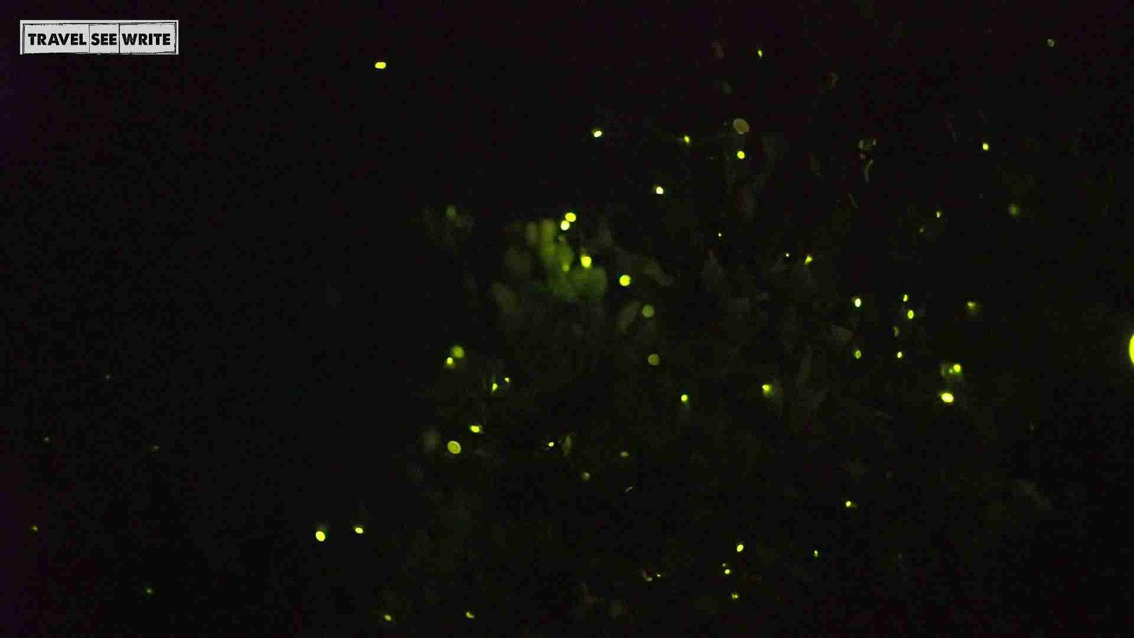 Why Bohol is a must visit Island in Philippines - travelseewrite