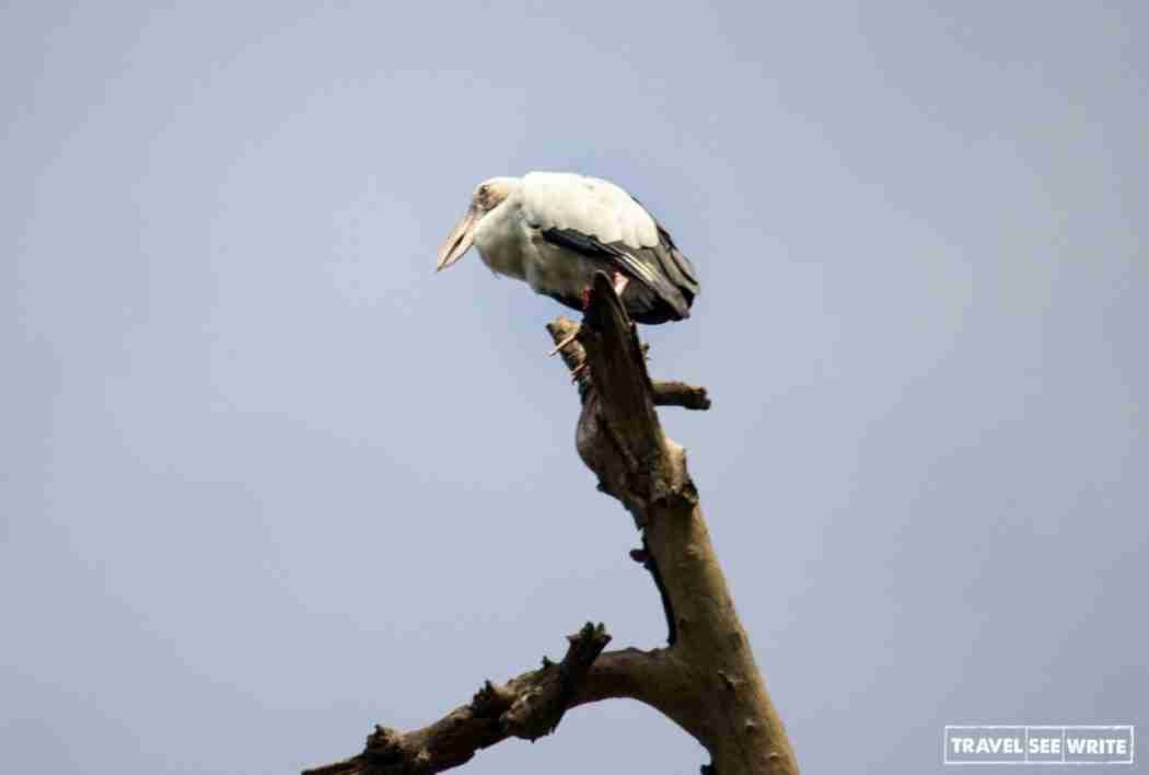 Into the wild: Chitwan National Park, Nepal - travelseewrite