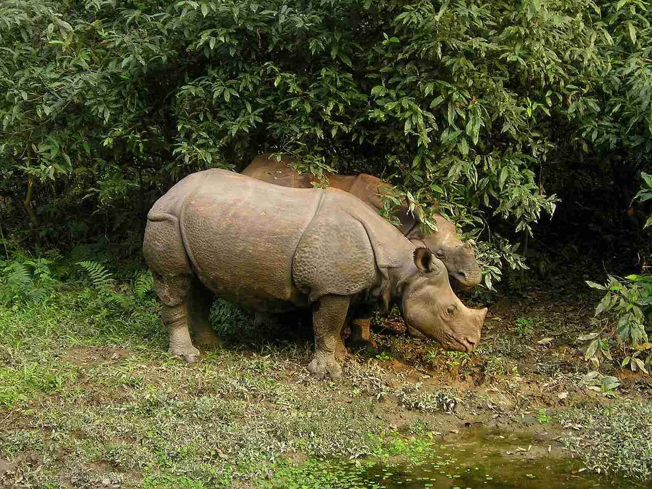 Into the wild: Chitwan National Park, Nepal - travelseewrite